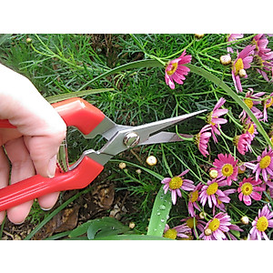 TABOR TOOLS K77A Straight Pruning Shears with Stainless Steel Blades, Florist Scissors, Multi-Tasking Garden Snips for Arranging Flowers, Trimming Plants, Harvesting Herbs, Fruits or Vegetables.