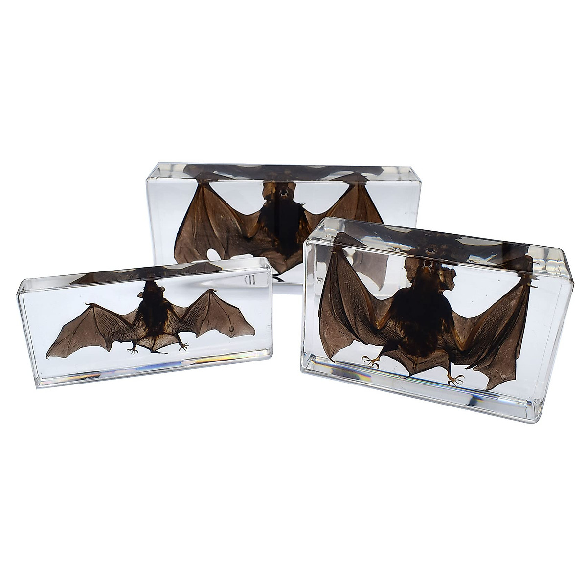 Large Taxidermy Real Bat Specimens Animal Specimen in Resin for Science Classroom Science Education XX-Large (7.9x3.6x1.6 Inch)