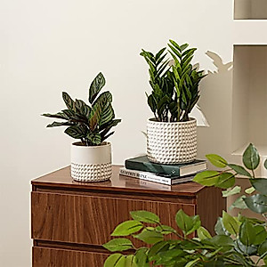 La Jolie Muse Ceramic Planter Flower Plant Pots- 6.7+5.5 Inch Concave Dot Patterned Cylinder Flower Pot W/ Drain Hole for Indoor, Set of 2, Ivory