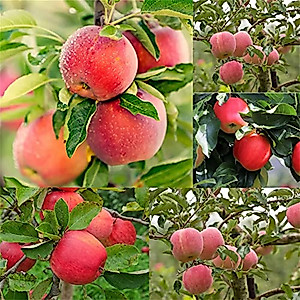 30+ Seeds Red Delicious Apple Seed Fruit Plant Garden Outdoor Rare Apple Tree Seeds