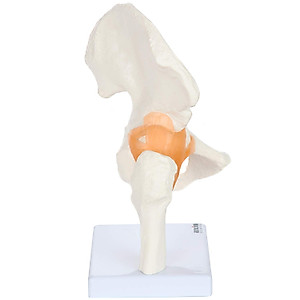 Axis Scientific Life Size Human Hip Bone Anatomy Model – Premium Hip Joint Anatomy Model for Medical Students with Flexible Ligaments and Bony Landmarks – Includes Base, Includes Product Manual