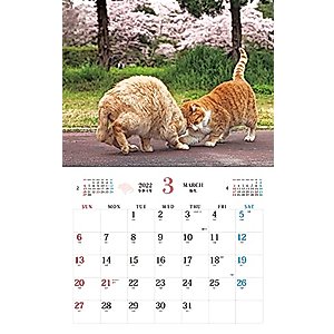 そとねこ (インプレスカレンダー2022)