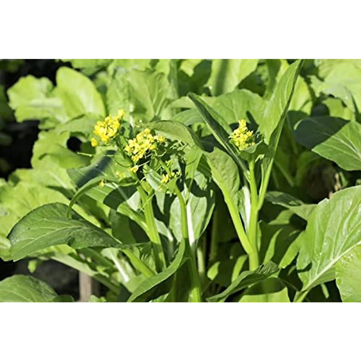 3500 Yu Choy Sum Seeds for Planting - Chinese Flowering Cabbage Seeds | Fast Growing | Heat and Cold Tolerant | Organic Yu Chai/Choi Sum/Chai Sim/Yu Chai Seeds