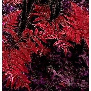 Dichondra Fresh 100pcs Fern Plant Seeds for Planting Red 3