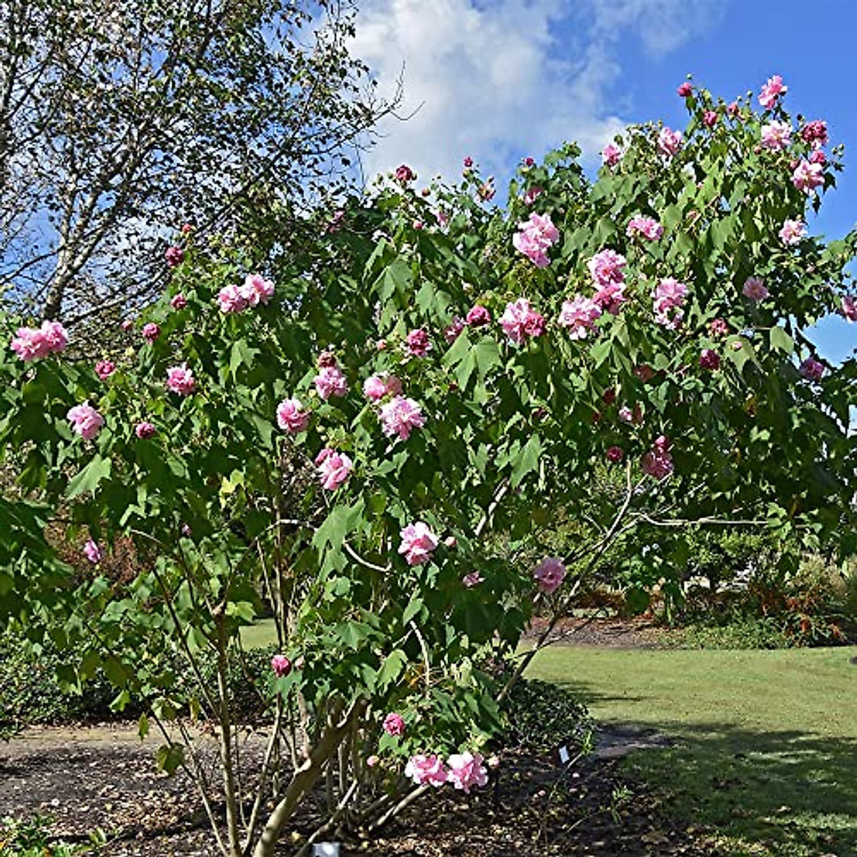 QAUZUY GARDEN 10 Confederate Rose Seeds Hibiscus Mutabilis Dixie Rosemallow Cotton Rose Rosemallow Seeds Striking Landscape Shrub Plant for Garden Home Decoration