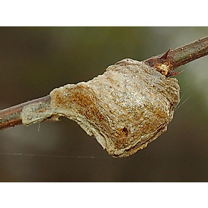 3 - Chinese Praying Mantis Egg Cases - (Smaller Size) Same as All Others Except Smaller - Shipped in a 32 oz Crystal Clear Hatching Habitat.