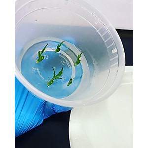 Cannabis Cloning Tissue Culture Media Pre Mixed - Ready to Use