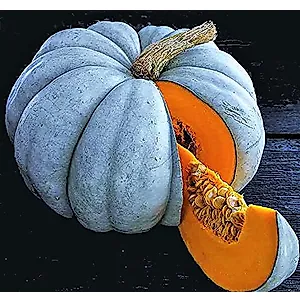 TomorrowSeeds - Jarrahdale Blue Pumpkin Seeds - 20+ Count Packet USA Garden Vegetable Winter Squash Kabocha Gray Cinderella Gourd Fall Seed