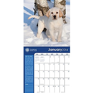 2014 Labrador Retrievers - American Kennel Club Wall