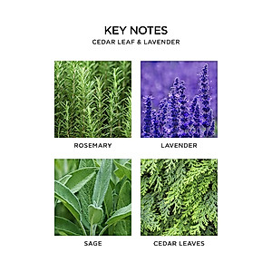 NEST New York Cedar Leaf & Lavender Liquid Hand Soap, 10 Fl Oz