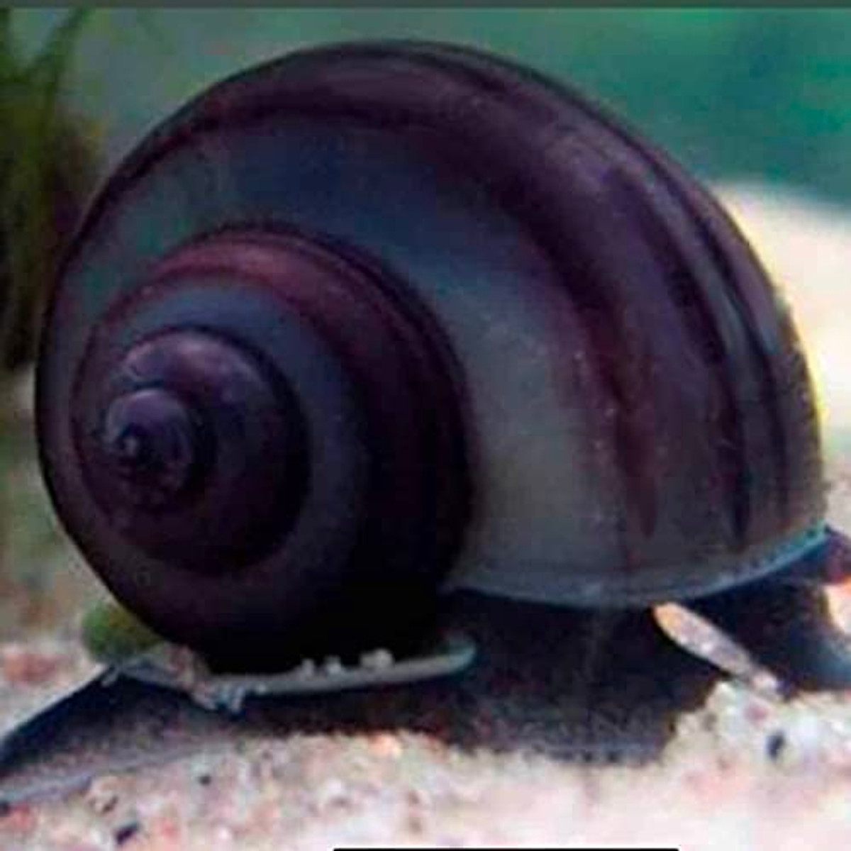 Mystery Snails (3 Pack) Assorted + Food Sample | Live Arrival Guarantee Freshwater Live Aquarium Snails (Assorted)