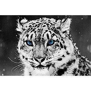 YISUMEI 60" x 80" Blanket Comfort Warmth Soft Plush Throw for Couch Snow Leopard
