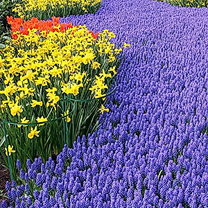 HiGift 6 Pack Plant Support Plant Stakes, Metal Garden Peony Support Cages, Outdoor Plant Support Ring Cage,Large Plant Support Stakes for Tomato,Rose,Flowers Vine,Indoor Plants (10" W x 15.8" H)