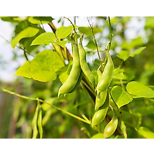 Food to Live Organic Black Beans, 2 Pounds – Non-GMO, Whole Dried Beans, Sproutable, Vegan, Kosher, Bulk. Great Source of Plant Based Protein, Fiber. Great for Soup, Salads, Chili.