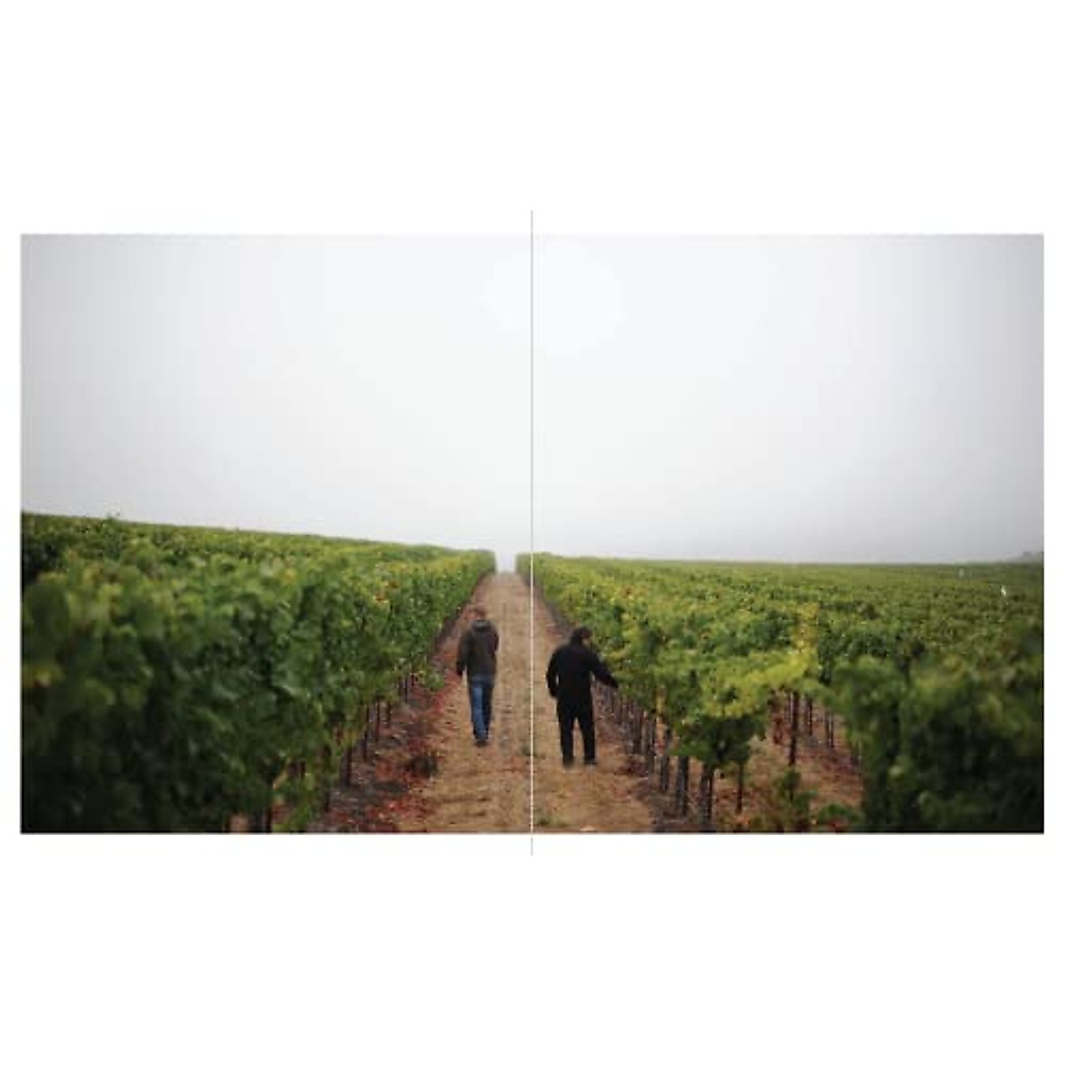 The New California Wine: A Guide to the Producers and Wines Behind a Revolution in Taste