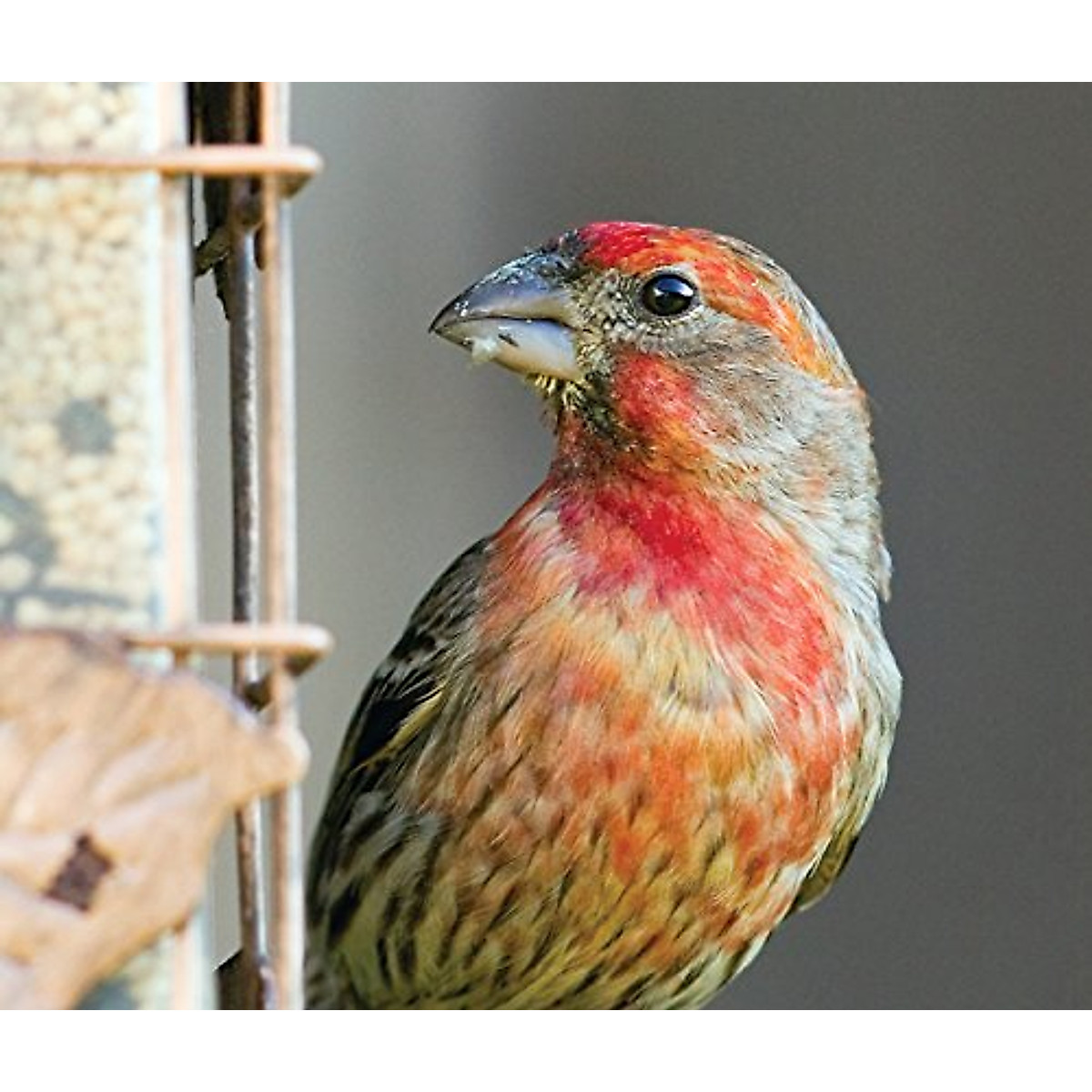 Audubon Park 12226 Nut and Fruit Blend Wild Bird Food, 5-Pounds