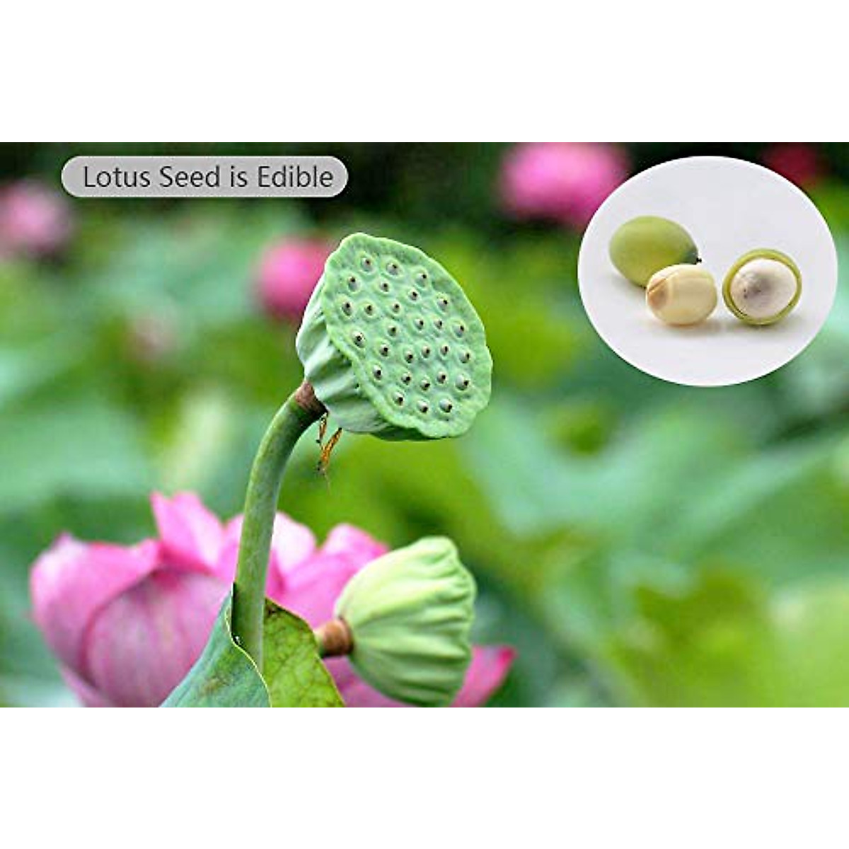 Lotus Flower Seeds for Home Planting Ornamental, Mixed Pink & Red Flower, Can Purify Water and Air, Aquatic Plant for Courtyard, Hotel, Goldfish Pond, Water Lily Seeds