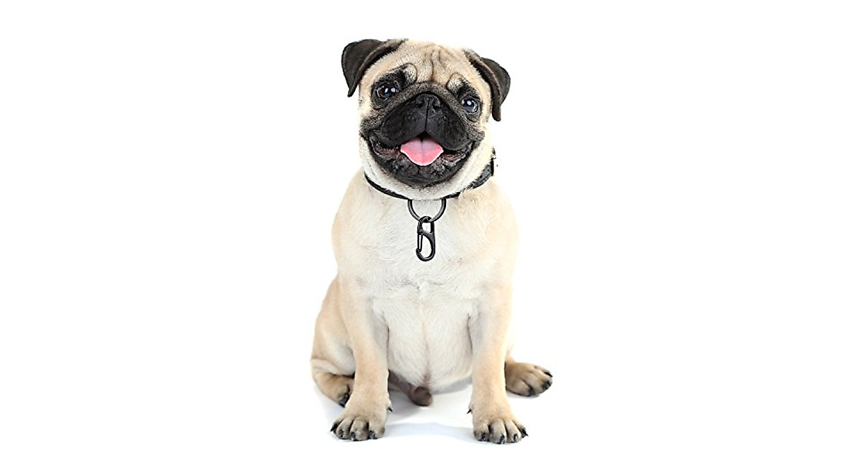 Jovitec Dog Tag Clips - Secure ID Holders for Pets