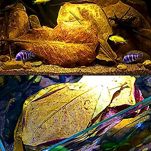 LeonBach 100 Pcs Large Catappa for Fish, Creates Native Environment Indian Almond Leaves Catappa Leaves Beta Fish Leaf