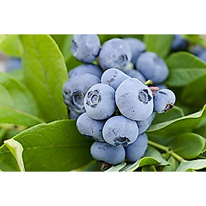 Pixies Gardens (2 Gallon) Vernon Blueberry Shrub - Large Flavorful Berries with Full Color and Excellent Firmness. Early Season Good Yields and Excellent Vigor.