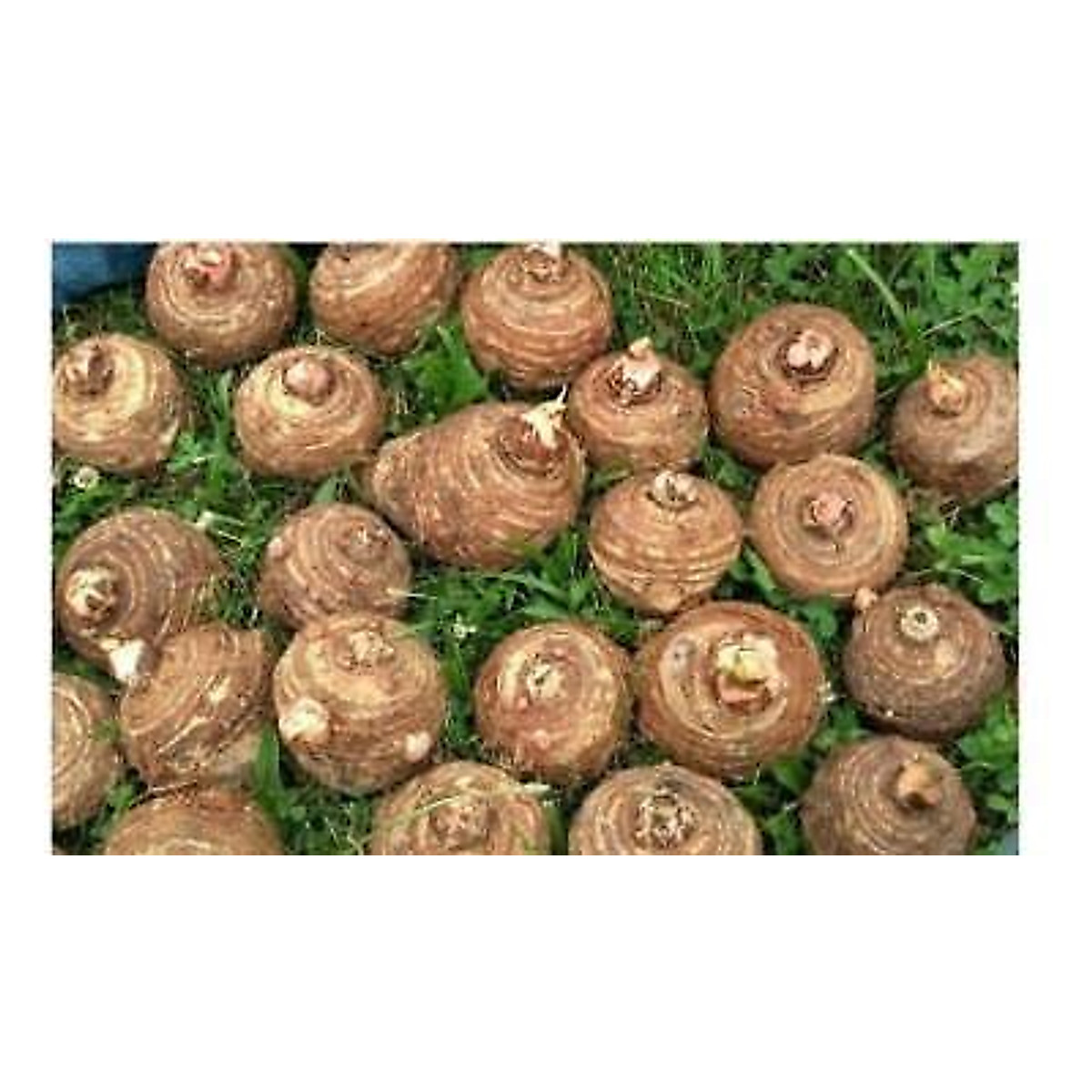 Ready 2 Grow 25 Live Bulbs Colocasia Esculenta Elephant Ear Taro Gabi Kalo Eddo