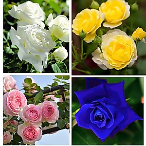 300+ Mix Rare Rose Seeds Multicolored Flower Non-GMO Heirloom Garden Home for Planting to Grow (White Blue Pink Purple)