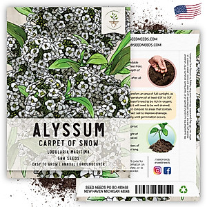 Seed Needs, Heirloom Alyssum Flower Seed Packet Collection Variety Pack (Includes 3 Packs) Basket of Gold, Royal Carpet & Carpet of Snow