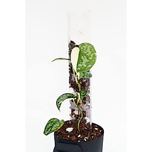 THICCLY Medium 3.0 GrowPole (5 Piece Set) Front Opening Plastic Moss Poles for Monstera