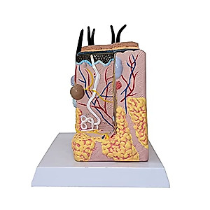 Anatomy Lab 70X Enlarged Human Skin Anatomical Model, Anatomy Model of Skin and Hair Follicles for Science Classroom Study Teaching Model