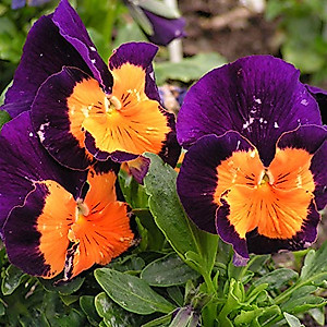 Outsidepride Pansy Jolly Joker Indoor House Plant Or Outdoor Garden Flower for Beds, Borders Pots, & Containers - 100 Seeds