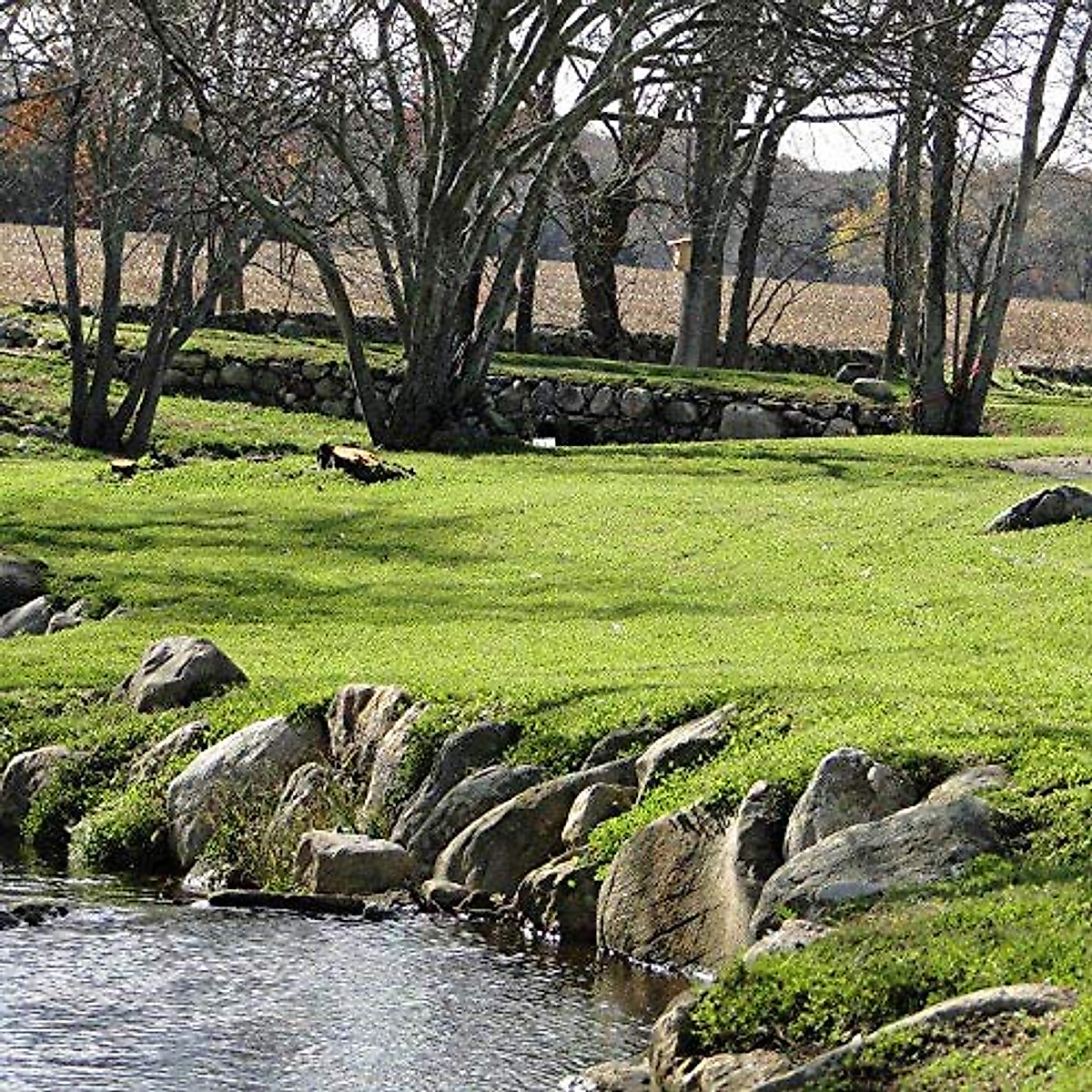 Outsidepride Perennial White Miniclover® Lawn Clover & Ground Cover Seeds - 1 LB