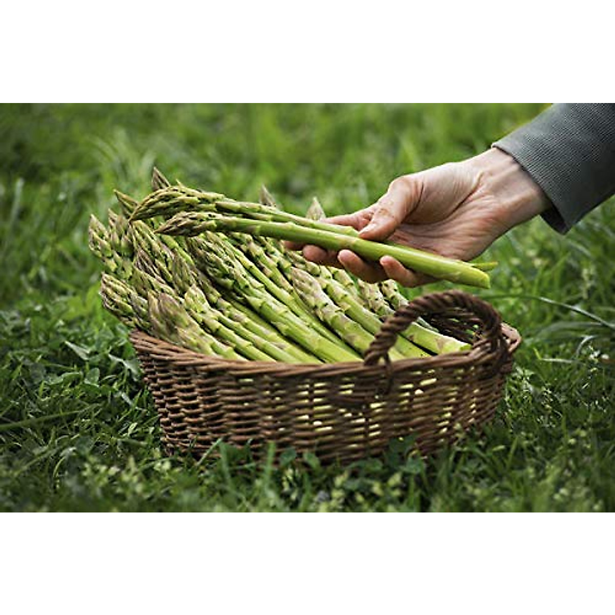 Seeds Asparagus White Giant Vegetable Garden Heirloom for Planting Non GMO