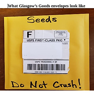 Peanut Seeds - Virginia Jumbo - Organic - 20+ Seeds - Glasgow's Goods