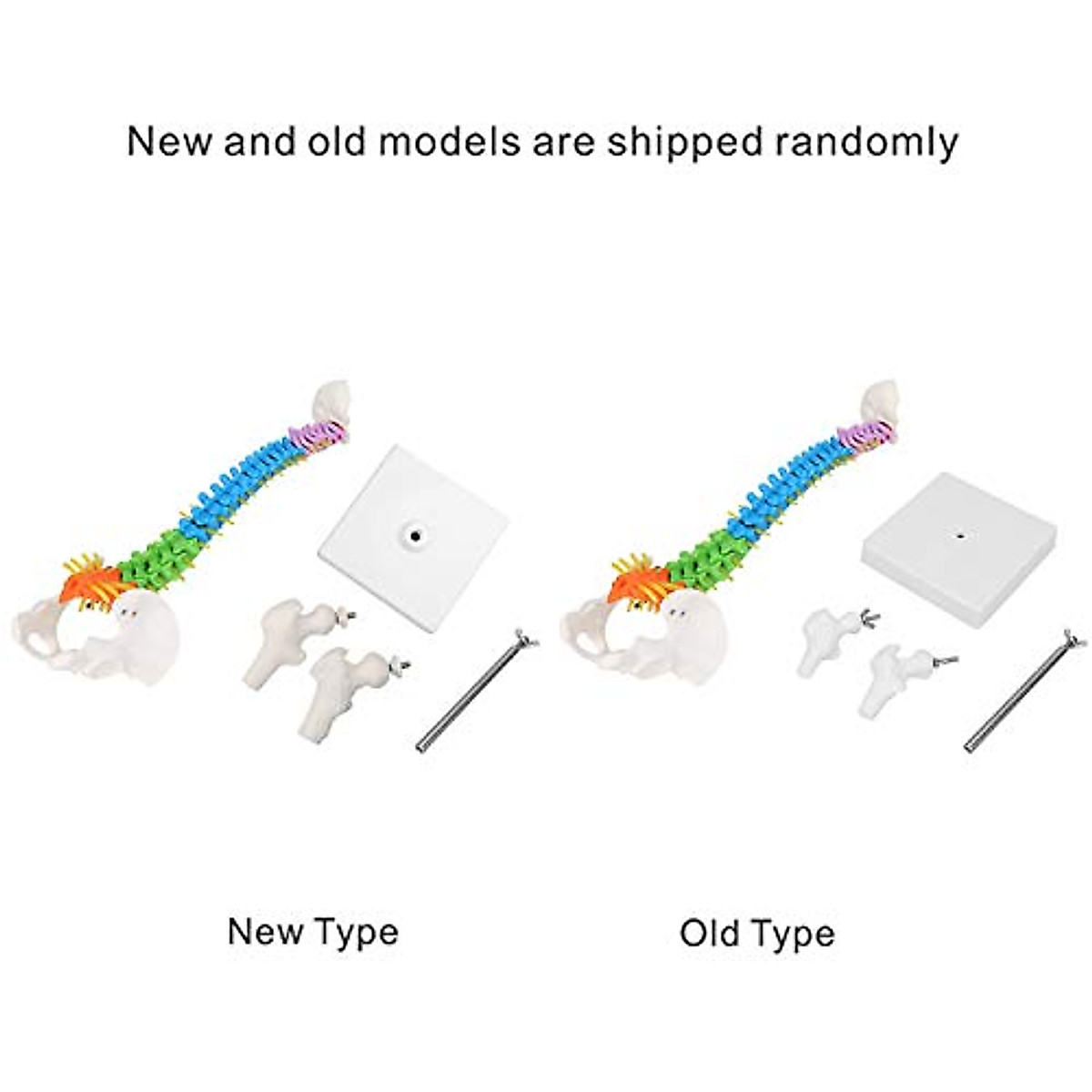 Human Spine Model Colored Flexible Scientific Anatomical Human Skeleton Spine Model Anatomy Model Including Spine Nerve Roots Vertebral Artery Transverse Spine Femur 45cm/17.7in