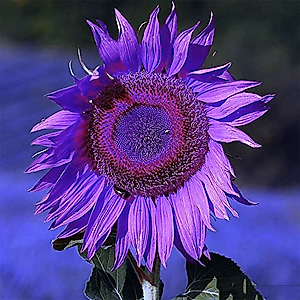 25 Rare Purple Sunflower Seeds for Planting Ornamental Sunflower Seeds to Plant for Home Farm Office Decor Non-GMO Seeds- QAUZUY GARDEN