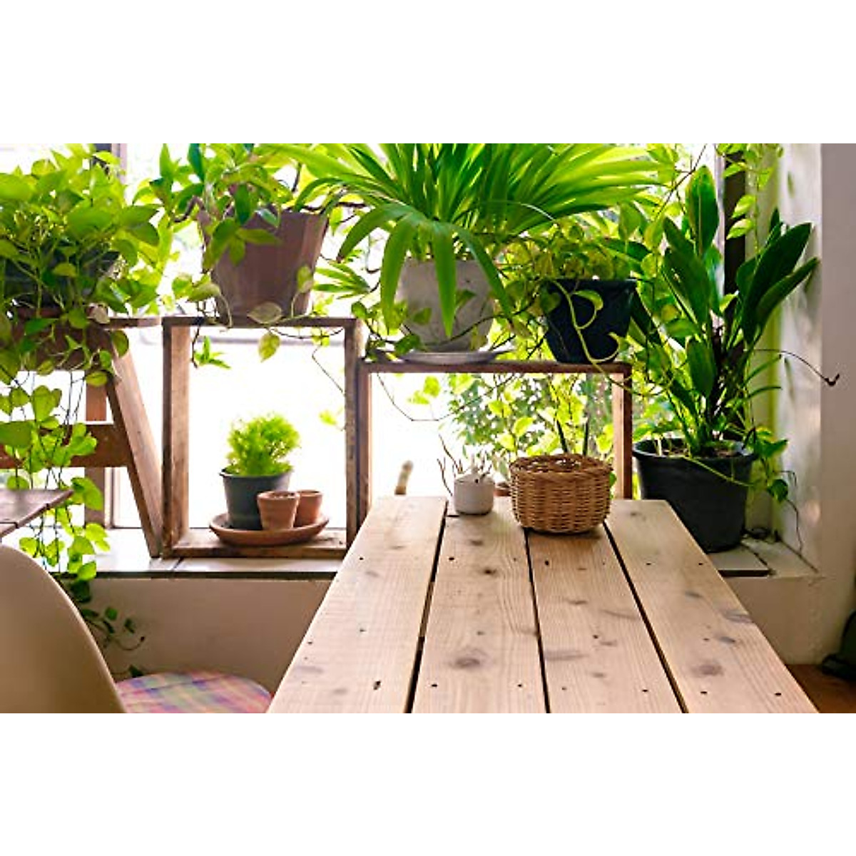 Indoor Plant Food | All-purpose House Plant Fertilizer | Liquid Common Houseplant Fertilizers for Potted Planting Soil | by Aquatic Arts