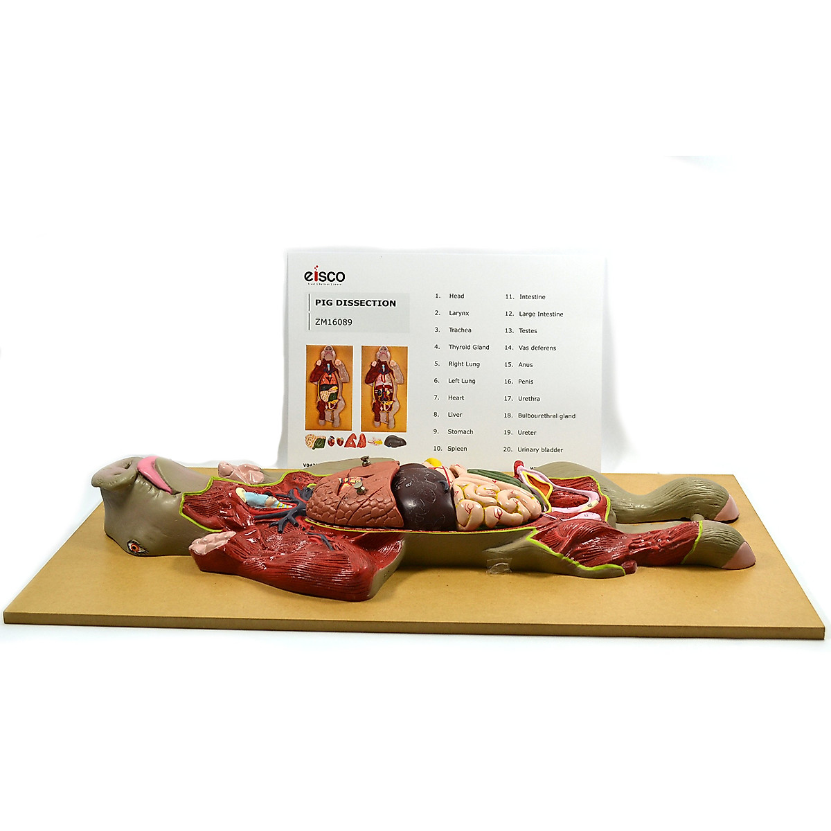 Premium Model Pig Dissection - Eisco Labs