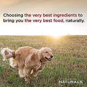 Diamond Naturals Large Breed Dry Puppy Food Real Lamb and Rice Protein, Probiotics, Superfoods, Antioxidants and Other Premium Ingredients to Support Health in Growing Puppies 20lb