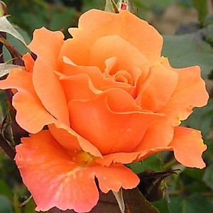 25 Rose Seeds Climbing Orange Rose Seeds Flowers Rose Perennial Seeds for Planting Garden