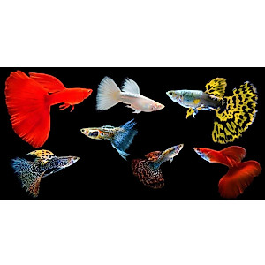 Live Guppies - Guppy Pair (2) Pack Assorted Color Live Aquarium Guppy Fish - 1 Male, 1 Female