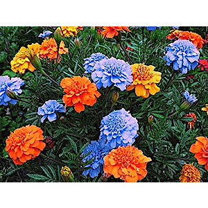 200 Pcs Mixed Marigold Seeds Flower Plant Bonsai Garden Decoration