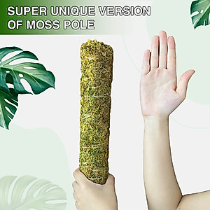 DUSPRO 59’’ Inches Large Moss Pole for Plants Monstera, Tall Indoor Plant Stake Support for Big Climbing Pothos Long Handmade Forest Moss Totem/Giant Trellis (Extra Large Size)