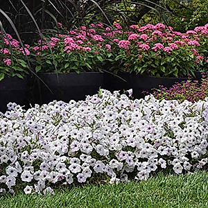 Outsidepride Easy Wave Spreading Petunia Silver Garden Flowers for Hanging Baskets, Pots, Containers, Bedss - 30 Seeds
