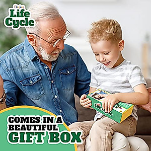 GLINGLONG Life Cycle Kit Toy Montessori - Realistic Figurine Toys, Kids Figure Animal Match Set with Frog, Ladybug, & More - Includes 24-Piece Animals, Educational & Fun Matching Game for Children 3+