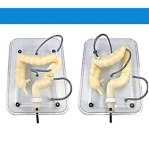 WFZY Medical Colon Model Soft Virtual Colonoscopy Training Model for Nursing Medical Training