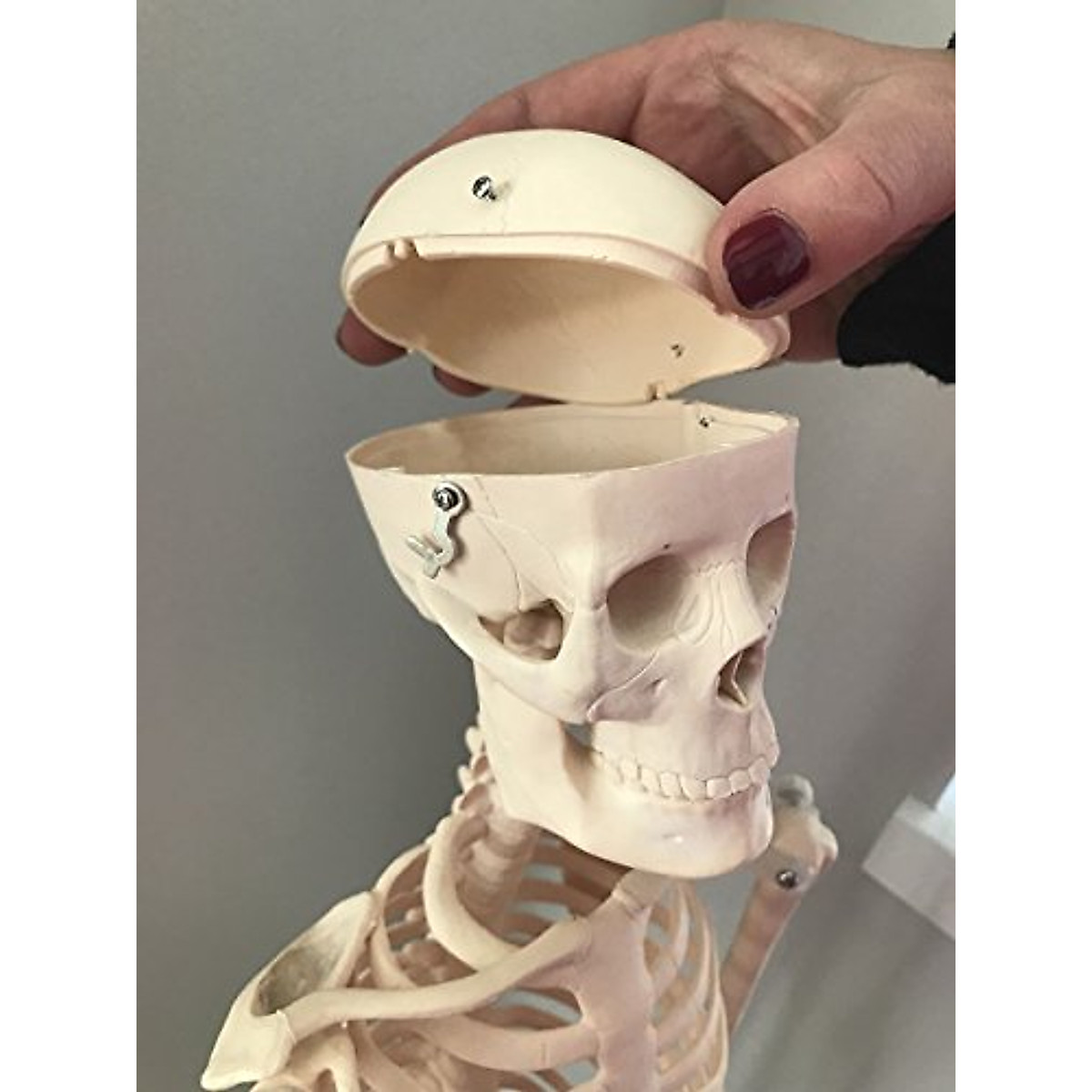 Anatomical Human Skeleton Model - 1/2 Life Sized - 85 cm with Metal Base