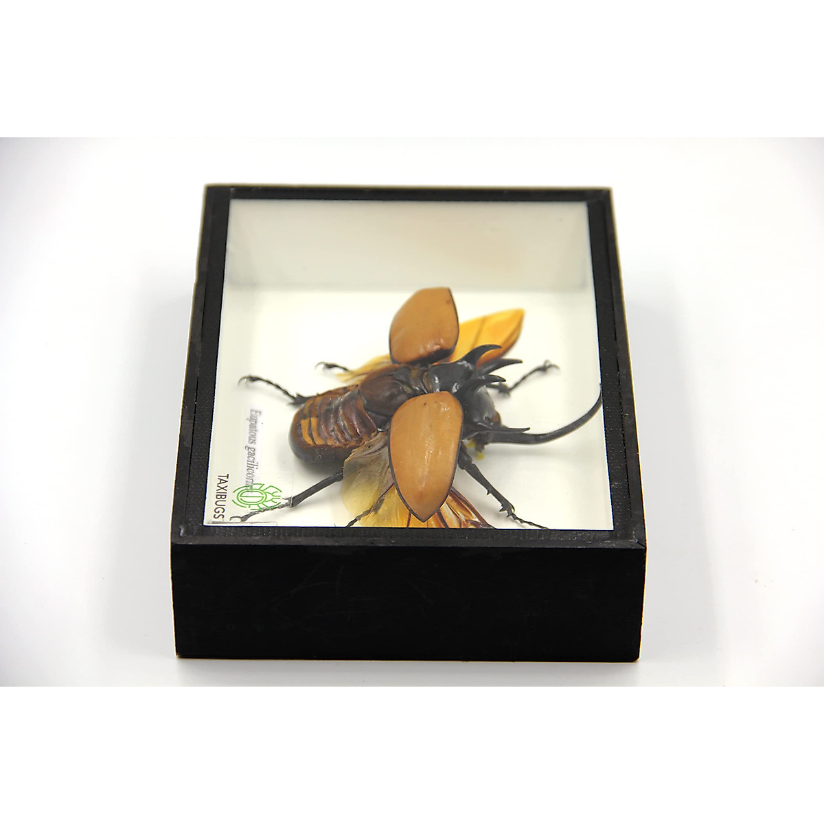 TAXIBUGS Real 5 Horned Beetle/Eupatorus Gracilicornis Flying Form Taxidermy in Transparent Box Display (Black Wooden Box)