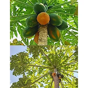 60 Mexican Papaya Seeds - Hat Du Du - Carica Papaya Seeds, Papaya, Pawpaw, Asimina triloba | Non GMO | Organic | Heirloom