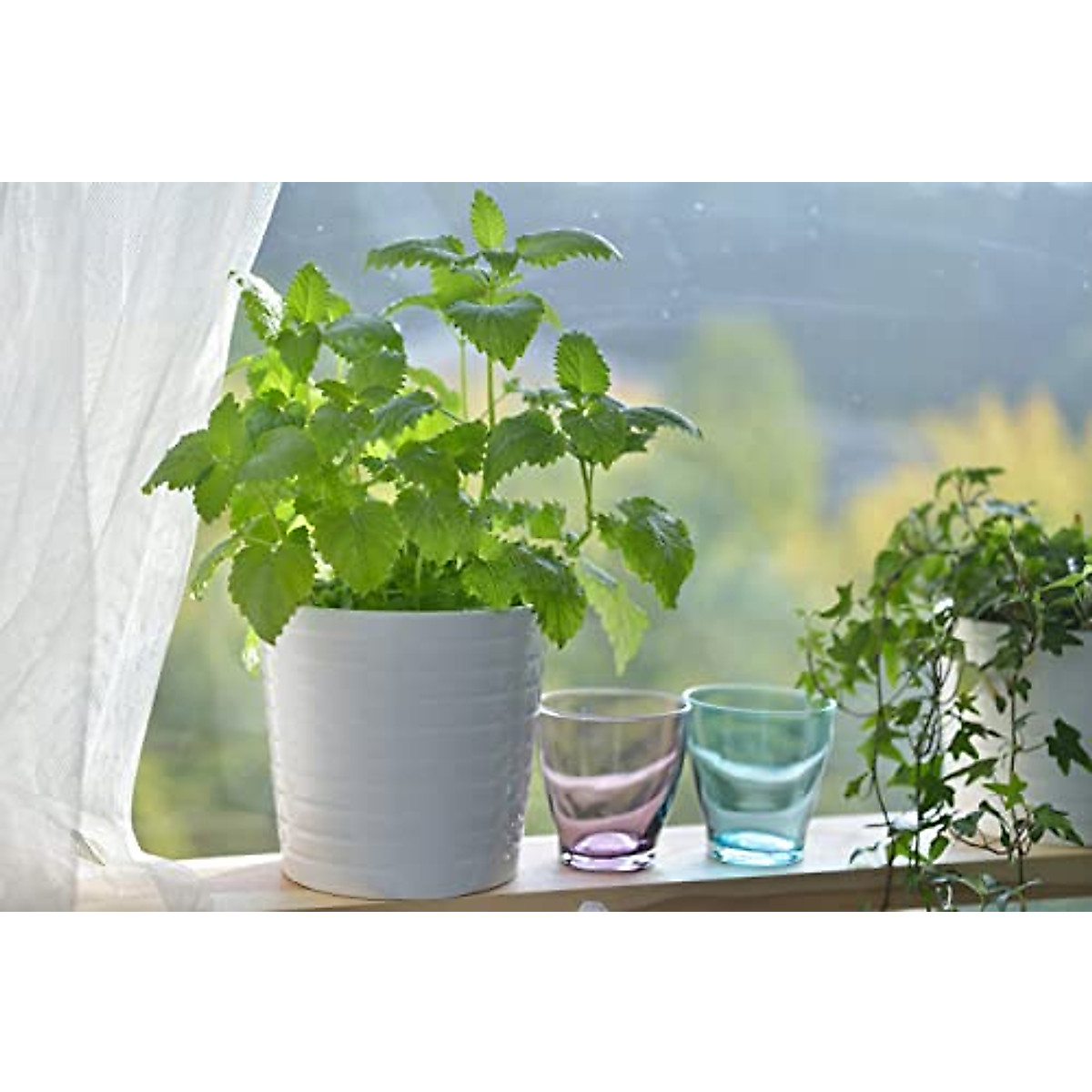 300+ Mint Seeds for Planting Heirloom Non-GMO Herb Variety for Culinary and Tea Drink