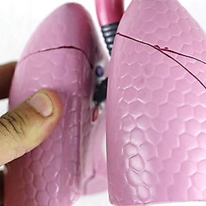 KINOFU Human Respiratory System Model -Removable Human Organ Model -Human Internal Organs Nasopharyngeal Anatomy Respiratory Lung Structure Teaching Model Teaching Aids